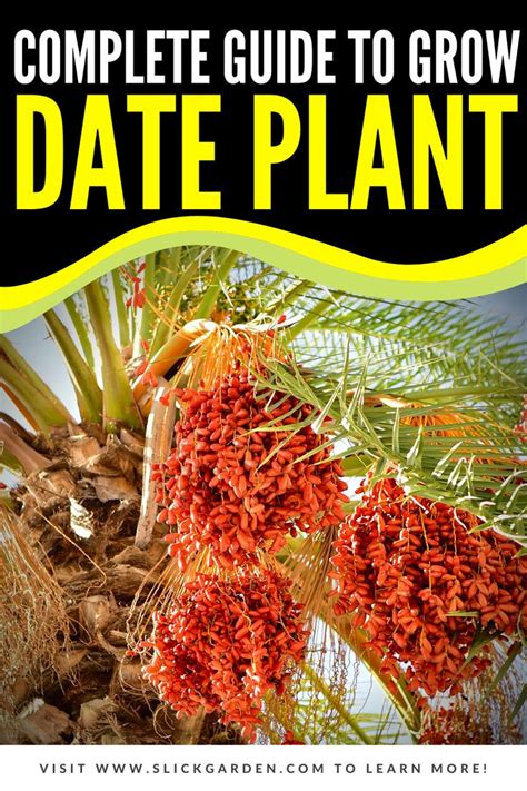 Complete Guide To Grow Date Plant Date Plant Edible Garden Plants