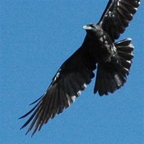 Raspbian Jessie Is Here Raspberry Pi