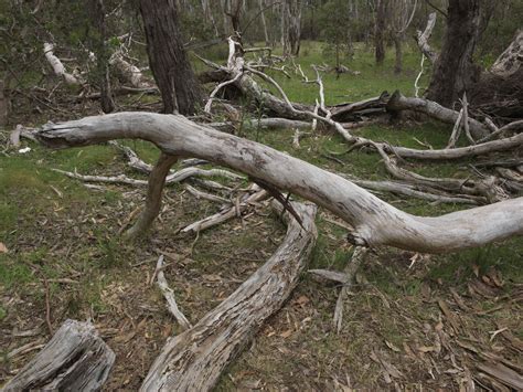 Missing The Abduction Of Wendy Pfeiffer Sbs Nitv