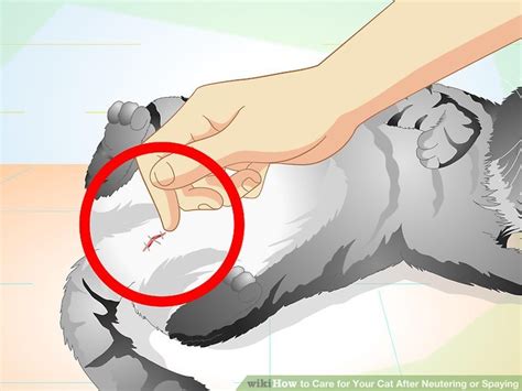 How To Care For Your Cat After Neutering Or Spaying