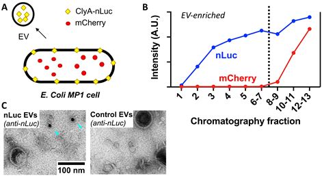 Video Scalable Isolation And Purification Of Extracellular Vesicles