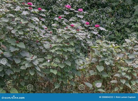 Rose Glory Bower Clerodendrum Bungei Plants In Natural Habitat Stock