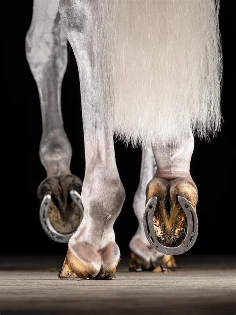 Raphael Macek Raphael Macek Splendidis Photography 2023 Printed