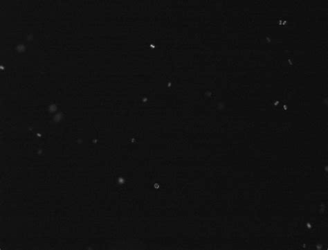Macro Imagej Aide à Lécriture Imagej Java
