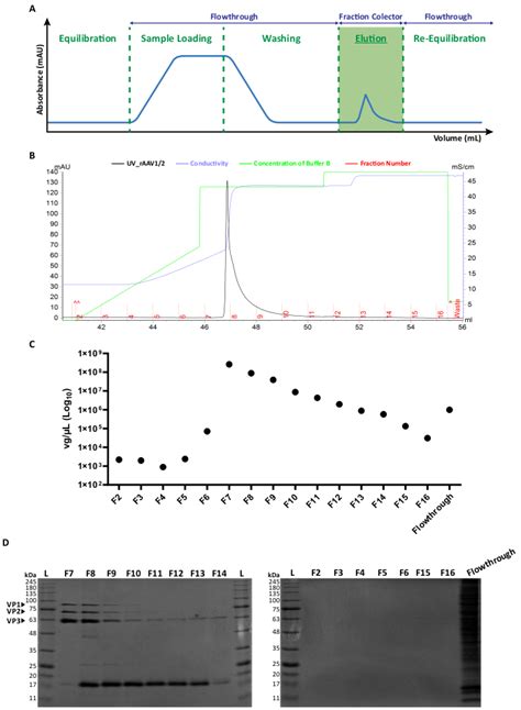 Author Spotlight Improved Method For Production And Purification Of Adeno Associated Viral