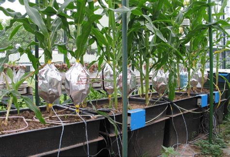 Sap Flow Measurements Of Maize By Ems 62 Sensors Download Scientific Diagram