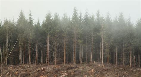 Fog Overtaking Tree Line By Stocksy Contributor Ryan Matthew Smith Stocksy