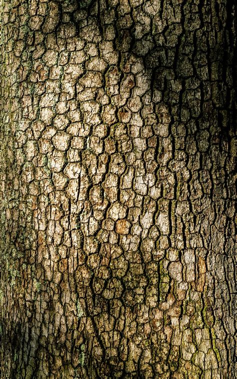 Tree Bark Patterns Texture Free Photo On Pixabay Pixabay