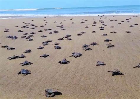 Питомник морских черепах