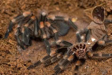 Flip Shed Grow The Vulnerable Majesty Of A Molting Tarantula