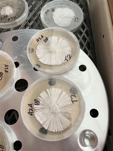 Second Transfer Looking Good Ragarporn