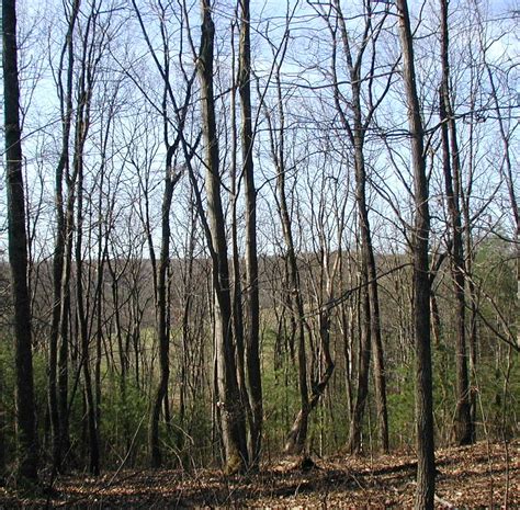 Red Flowering Maple Trees Wildeherb Com