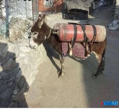 Тест Какой ты Ишак