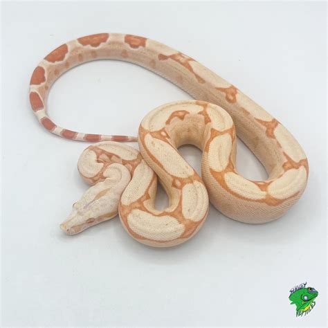 Emerald Tree Boa Adult Strictly Reptiles Inc