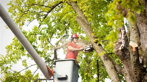 Tree Lopping Price Guide My WordPress