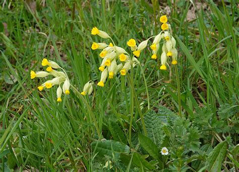 Cowslips Legendary Heralds Of Spring