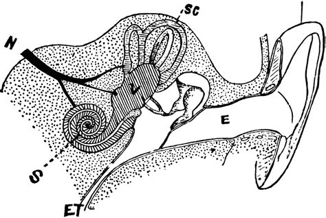 Diagram Of The Auditory Apparatus ClipArt ETC