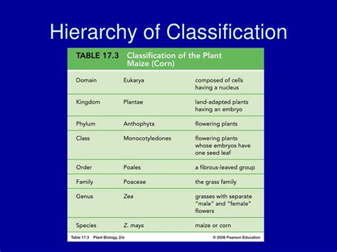 Chapter 3 Naming And Organizing Plants Ppt Download