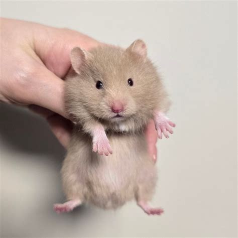 탬펫 서울강남점 Feat 달려라나나 Run Naanaa • Instagram Photos And Videos