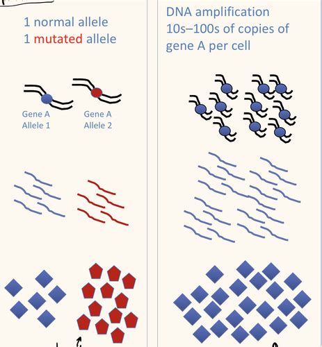 Week 2 Oncogenes Flashcards Quizlet