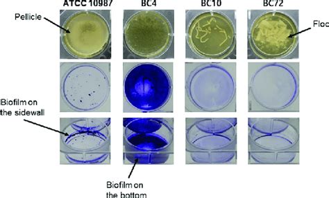 Biofilm Morphology Of The B Cereus Isolates From Microgreen And Water Download Scientific