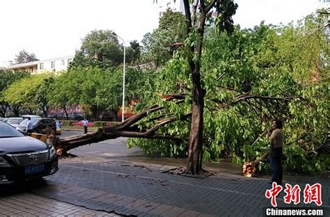 福州狂风暴雨 大树被连根拔起图 搜狐新闻