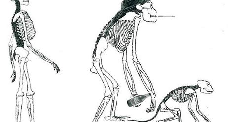 Stereotypical Australian Imgur