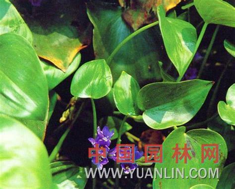 鸭舌草 鸭舌草价格 植物库 园林网