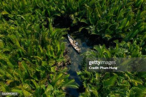 Nipa Palms Photos And Premium High Res Pictures Getty Images