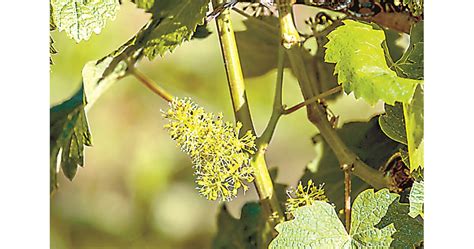 Дъждовното време ще е предпоставка за гъбни заразявания Български Фермер