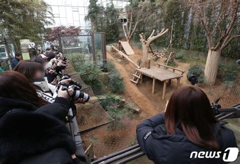 에버랜드 쌍둥이 판다 일반에 공개 네이트 뉴스