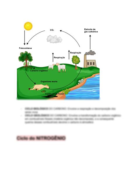 Solution Ciclos Biogeoqu Micos Docx Studypool