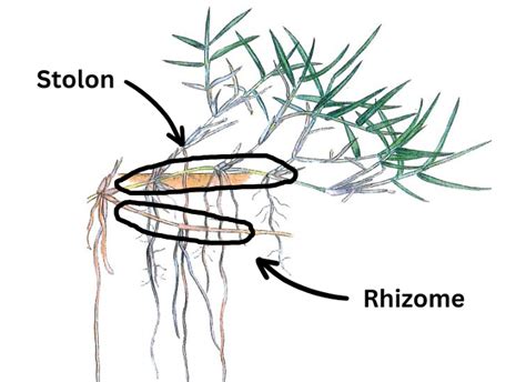 Stolon Grass