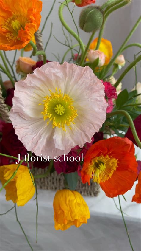 동글동글 종이꽃 같은 질감의 예쁘고 귀여운 꽃양귀비 Papaver Rhoeas 학명을 가진 Poppy 라고 불리우는 귀여운 꽃은 양귀비 속에 속한답니다 Poppy 는