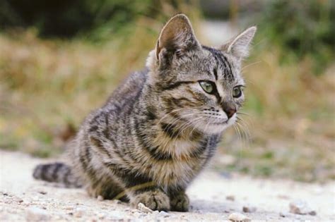 13 Amazing Facts About Grey Tabby Cats With Pictures And Faq