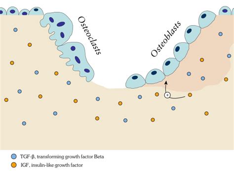 Ossification Wikipedia