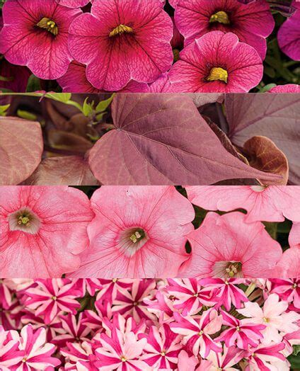 Royale Raspberry Pleasant View Gardens