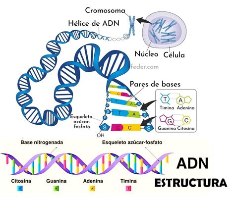 Estructura Del Adn