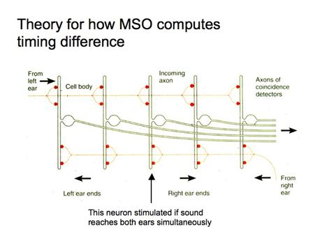 Perception Lecture Notes Auditory Pathways And Sound Localization