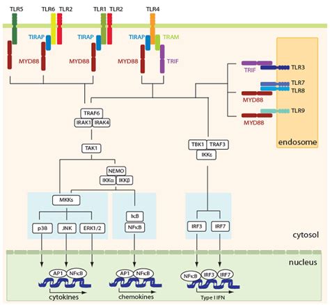 Pattern Recognition Receptors Prrs Toll Like Receptors British Society For Immunology