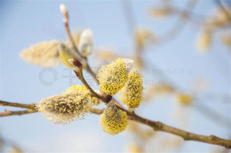 白天高清图片 早春蓬松柔软的柳树芽 早春蓬松柔软的柳树芽图片免费下载 5102597103 千图网Pro