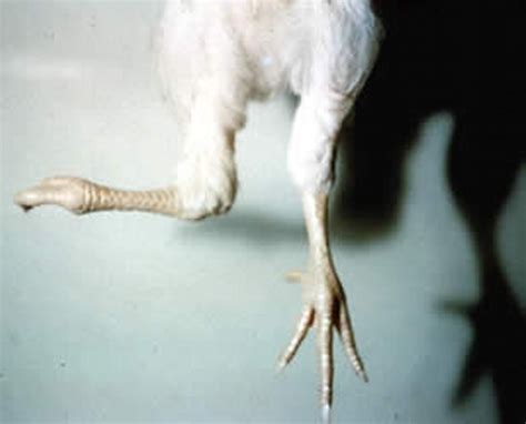 Noninfectious Skeletal Disorders In Poultry Broilers Poultry Merck