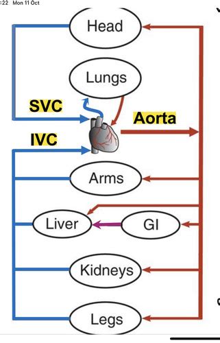 Week L Intro To CVS Flashcards Quizlet