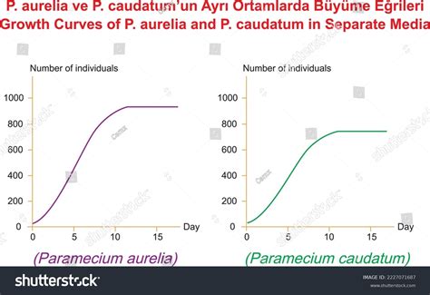 Growth Curves P Aurelia P Caudatum Stock Vector Royalty Free