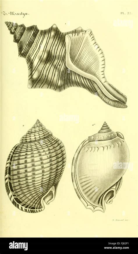 A Catalog Of Shell Species Detailing The Classification And Study Of Mollusks With An