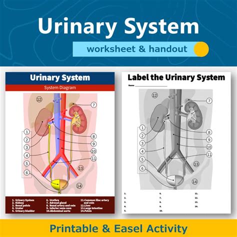 Urinary System Diagram Worksheet And Handout Human Body Systems
