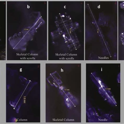PDF Effects Of Freezing On Cell Structure Of Fresh Cellular Food Materials A Review
