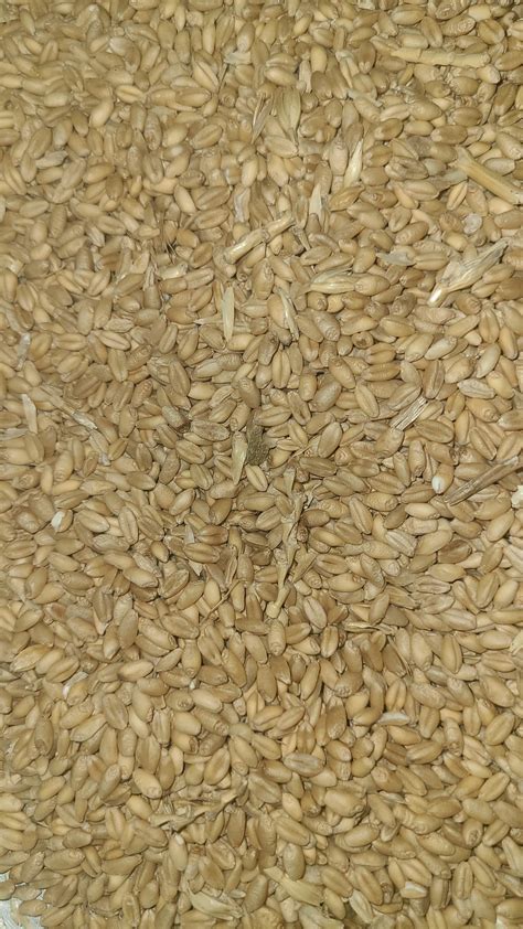 Grain Impurities Object Detection Dataset And Pre Trained Model By Training Ai