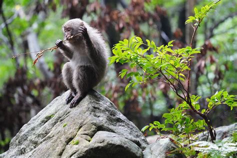 猿画中屋敷勇治さん αcafe αの写真投稿サイト ｜ ソニー