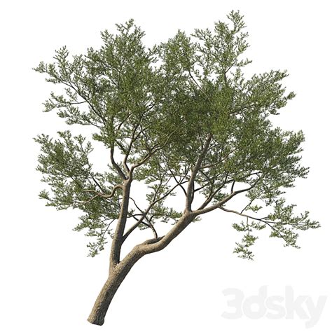 Quercus Agrifoliacoast Live Oak 09 Tree 3d Model